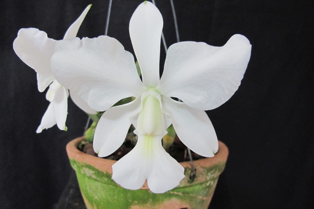 Cattleya Walkeriana Alba Lua Cheia - Donato