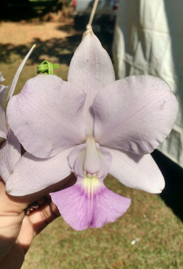 Cattleya Walkeriana Cerulea Juma 2 x Cattleya Walkeriana Cerulea Adélia ...
