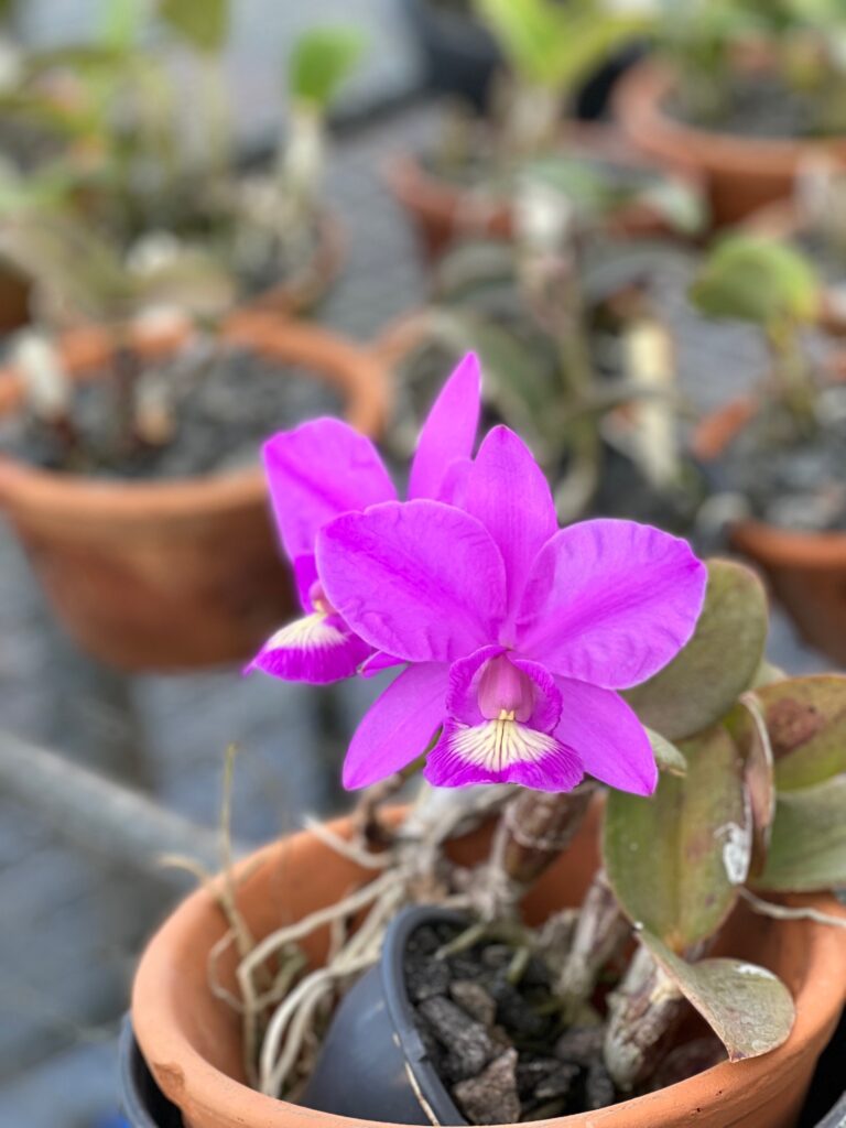 Cattleya Nobilior Rubra Don - Donato