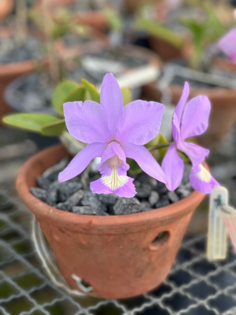 Cattleya Nobilior Cerulea SKY DARK DTO - Donato