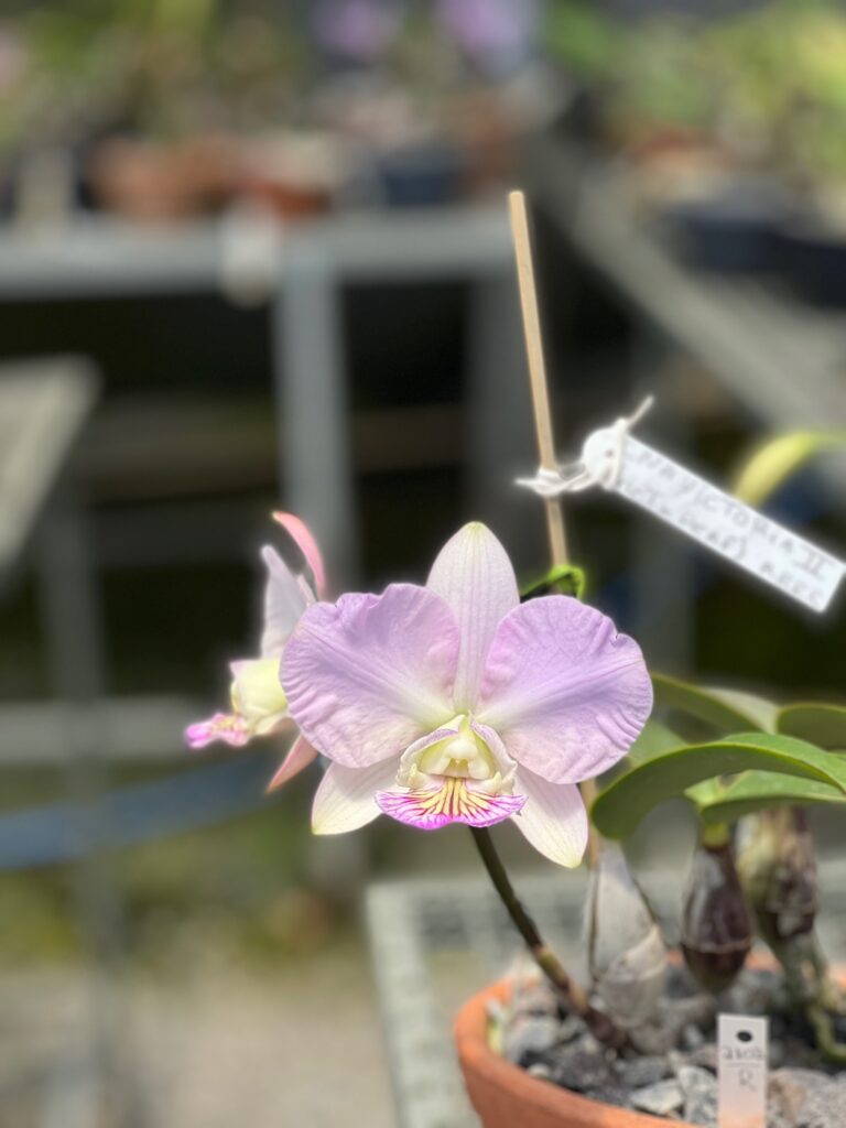 Cattleya Nobilior Amaliae Victoria II - Donato